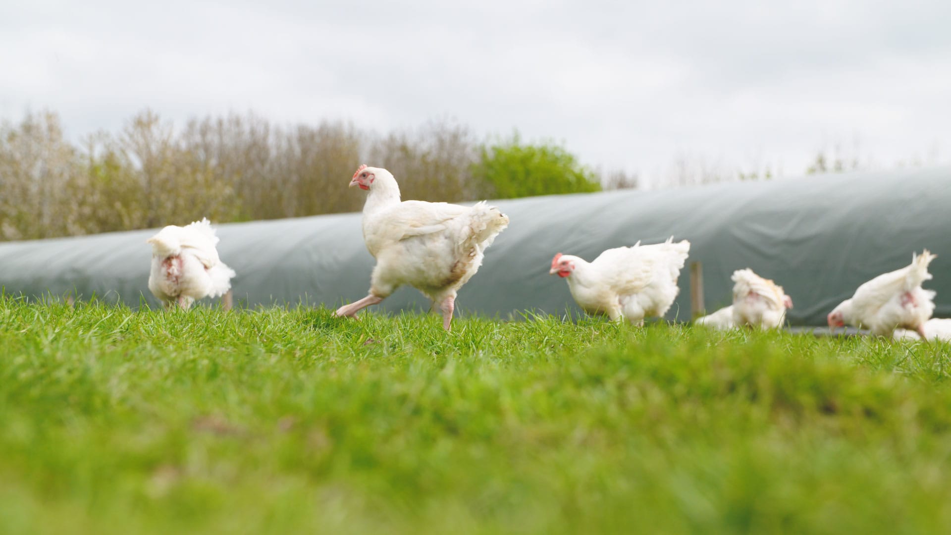News - Soanes Poultry